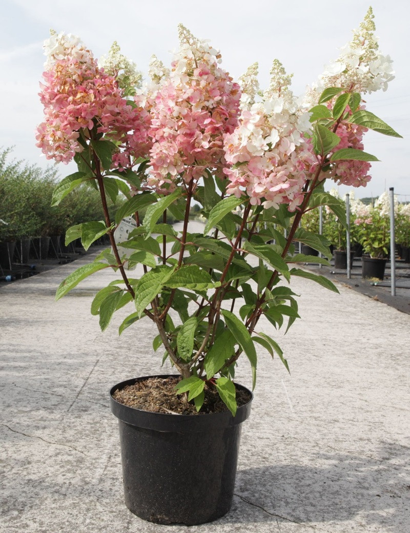 HYDRANGEA paniculata PINKY WINKY® (Hortensia paniculé)