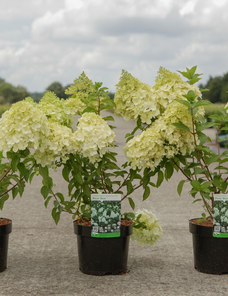 HYDRANGEA paniculata POLAR BEAR (Hortensia paniculé)