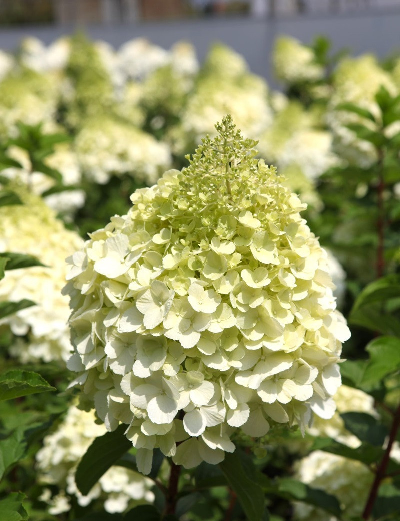 HYDRANGEA paniculata POLAR BEAR (Hortensia paniculé)