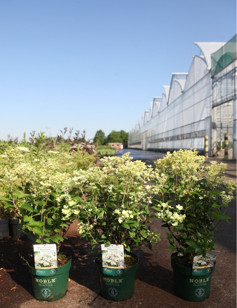 HYDRANGEA paniculata POLESTAR (Hortensia paniculé)
