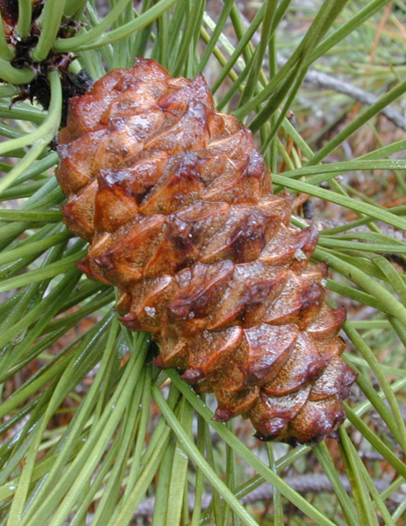 PINUS PINASTER (Pin maritime)