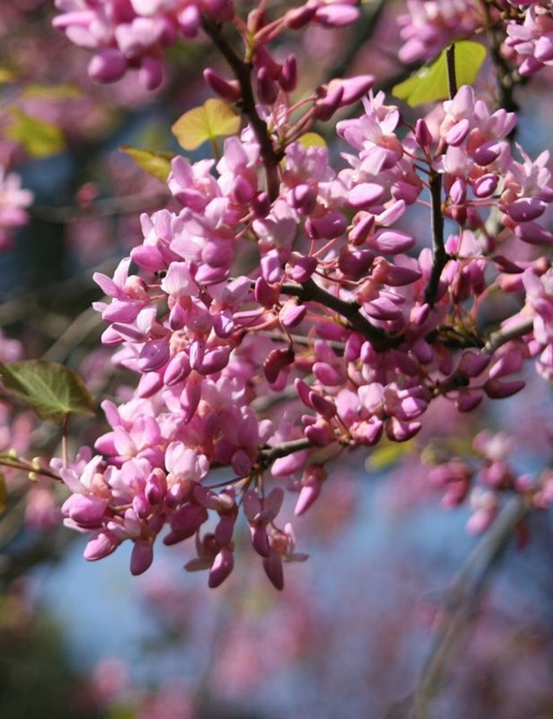 CERCIS canadensis ETERNAL FLAME® (Gainier du Canada)