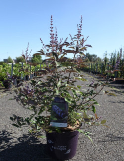 VITEX agnus-castus FLIP SIDE® (Gattilier, arbre au poivre)