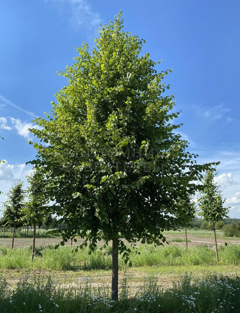 TILIA europaea PALLIDA (Tilleul d'Europe)