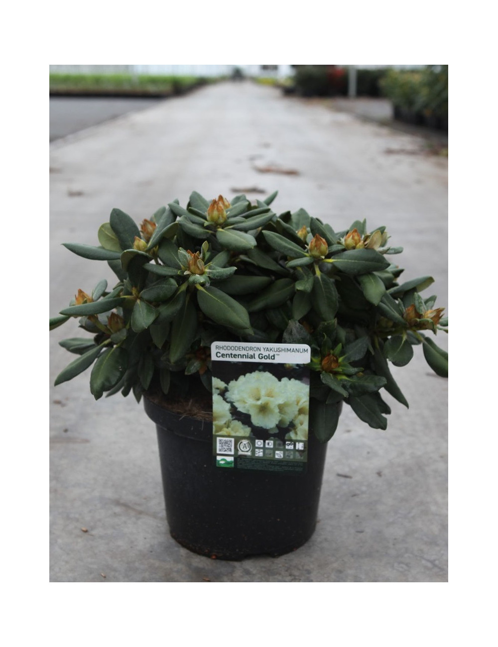 RHODODENDRON yakushimanum CENTENNIAL GOLD (Rhododendron)