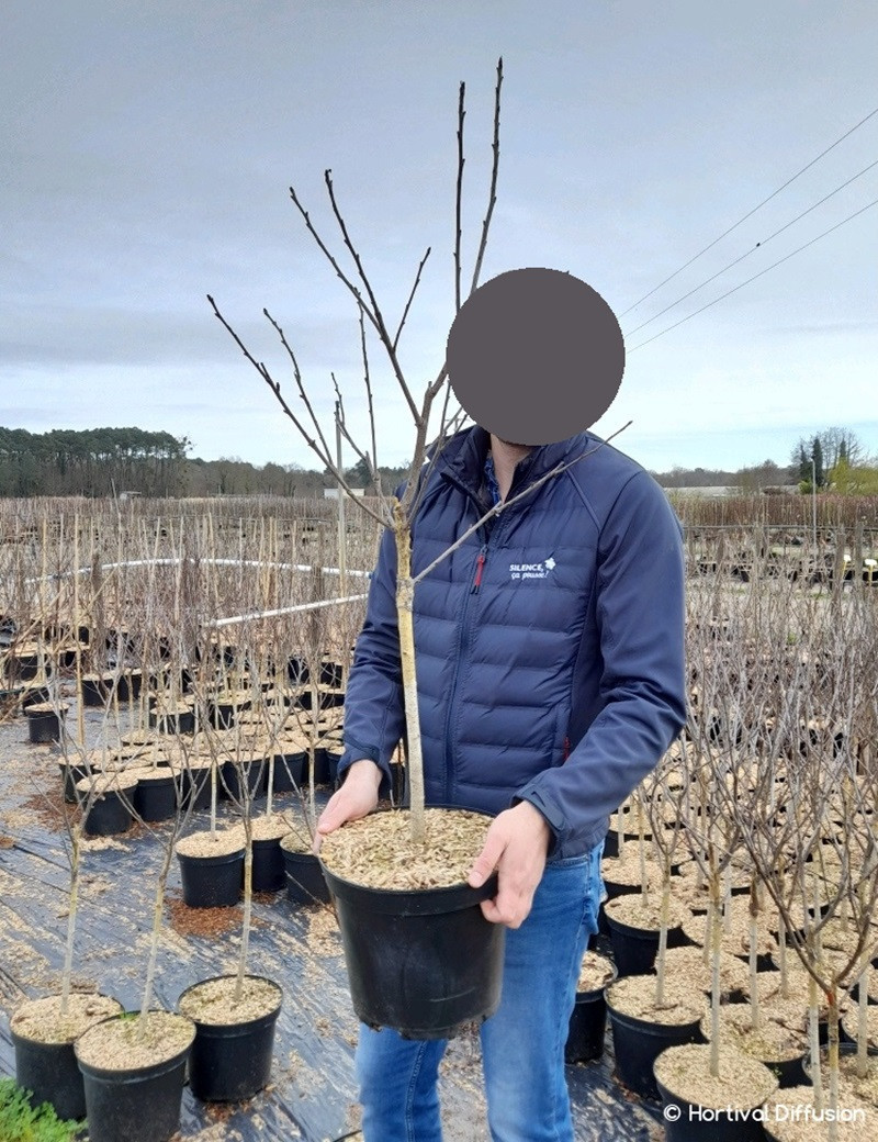 CERISIER guigne EARLY RIVERS (Prunus cerasus)