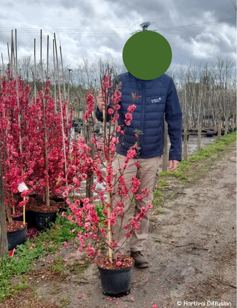 PRUNUS persica TAOFLORA® RED (Pêcher à fleurs)