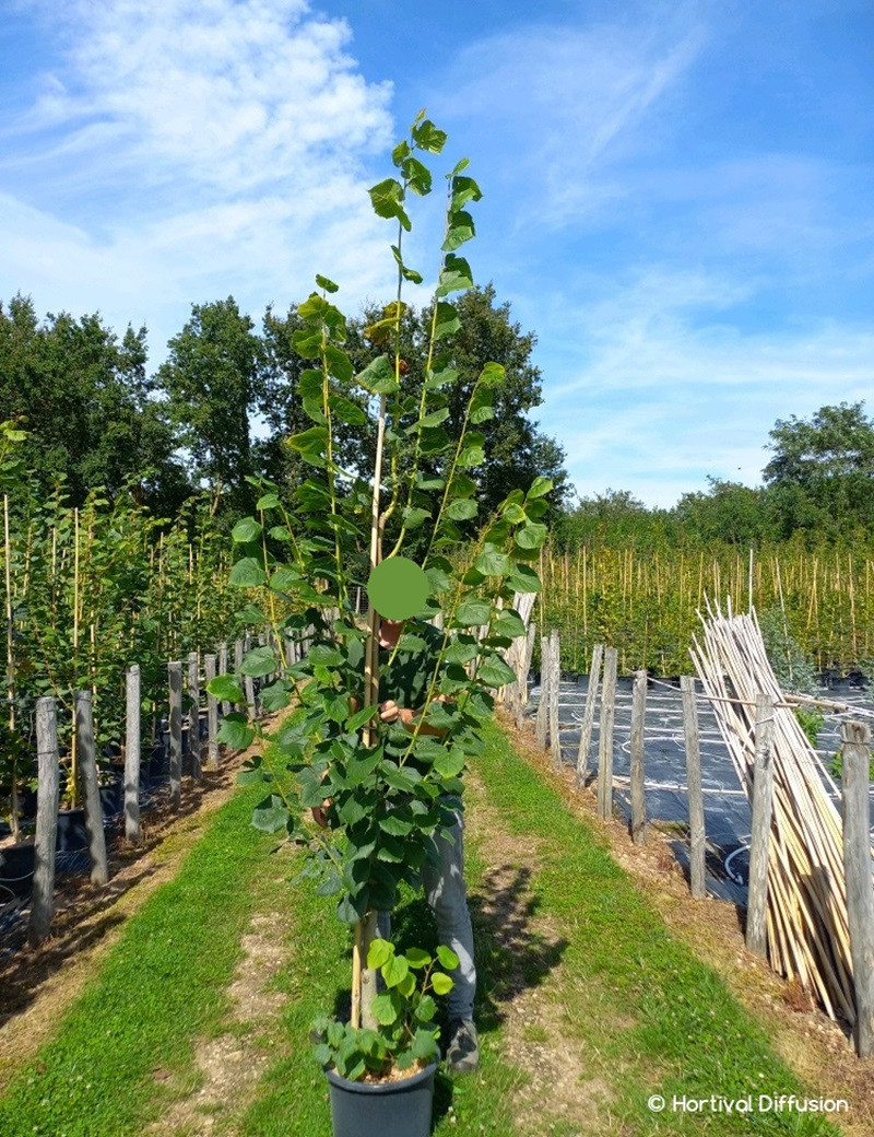 TILIA platyphyllos (Tilleul de Hollande)