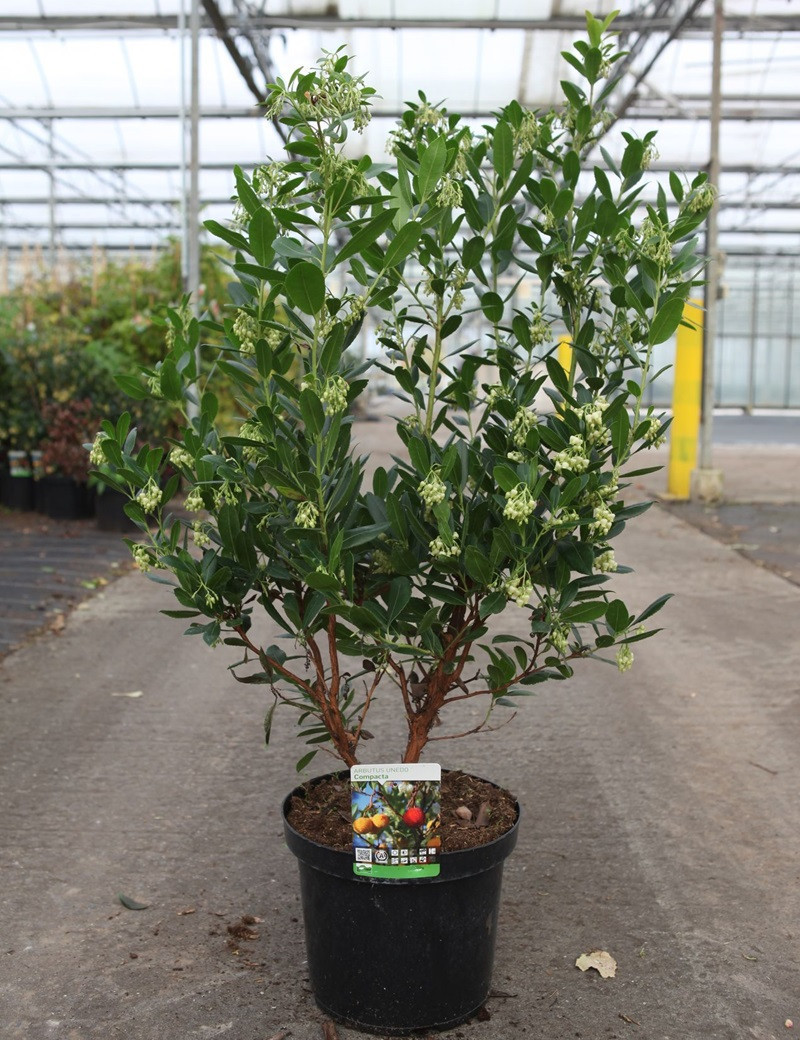 Arbutus unedo ‘Compacta’ – Arbousier nain au port compact, fleurs ...