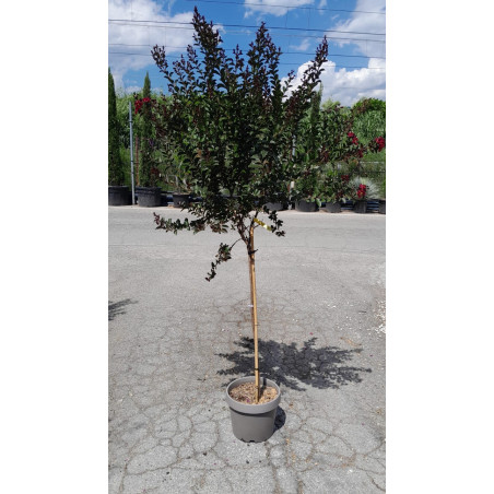 LAGERSTROEMIA DOUBLE FEATURE (Lilas des Indes)