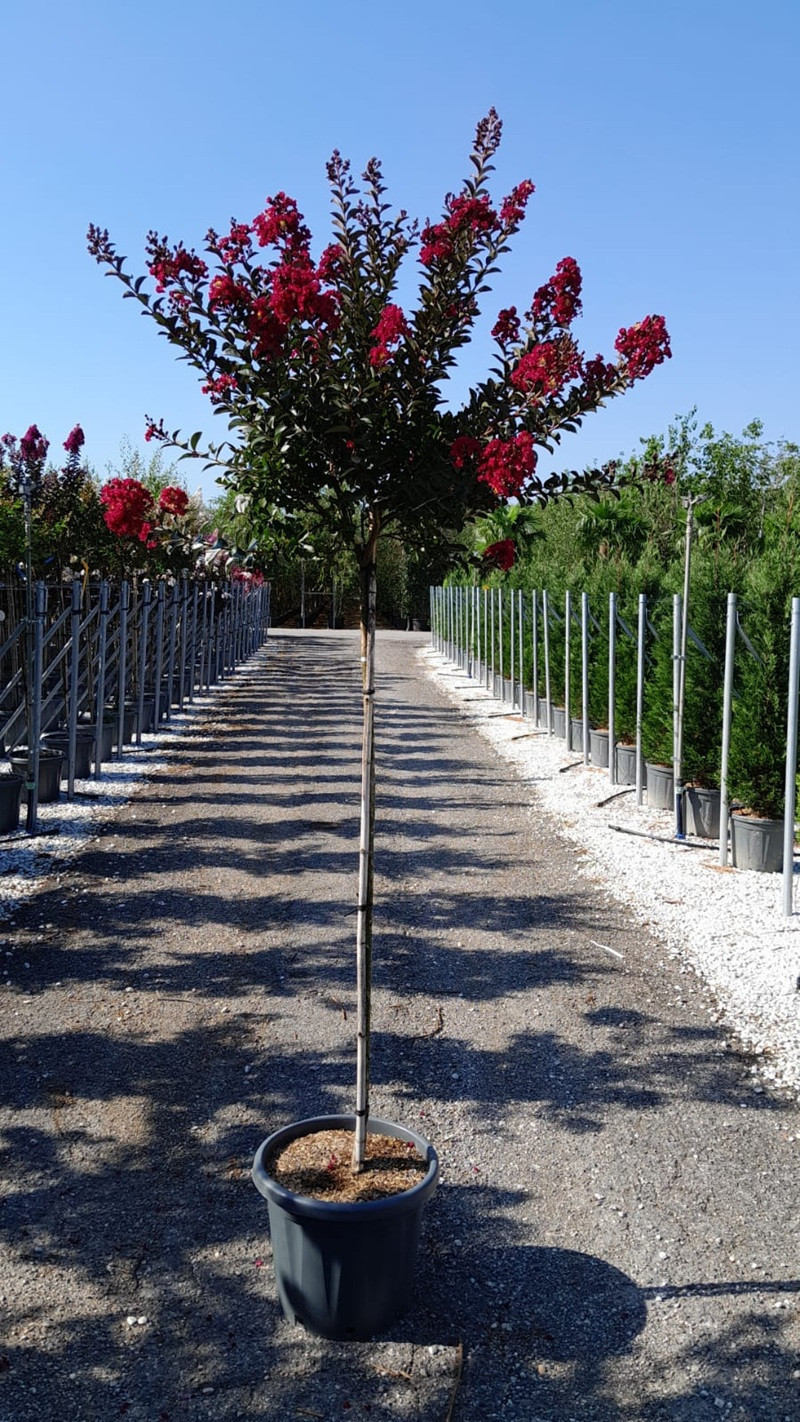 LAGERSTROEMIA DOUBLE FEATURE (Lilas des Indes)