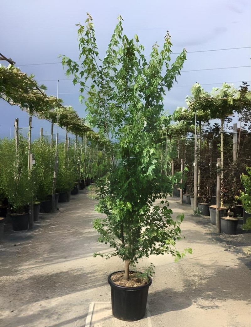 Acer buergerianum (Érable trident) – arbre décoratif à feuilles ...