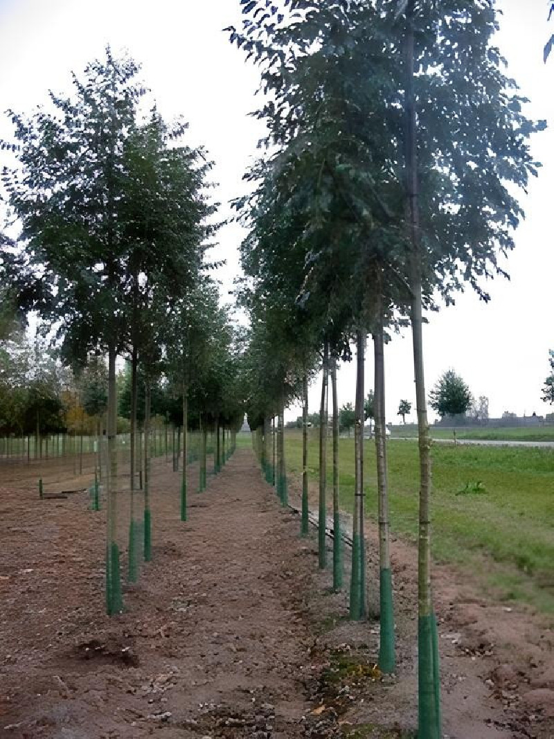 FRAXINUS excelsior (Frêne commun, Grand frêne)