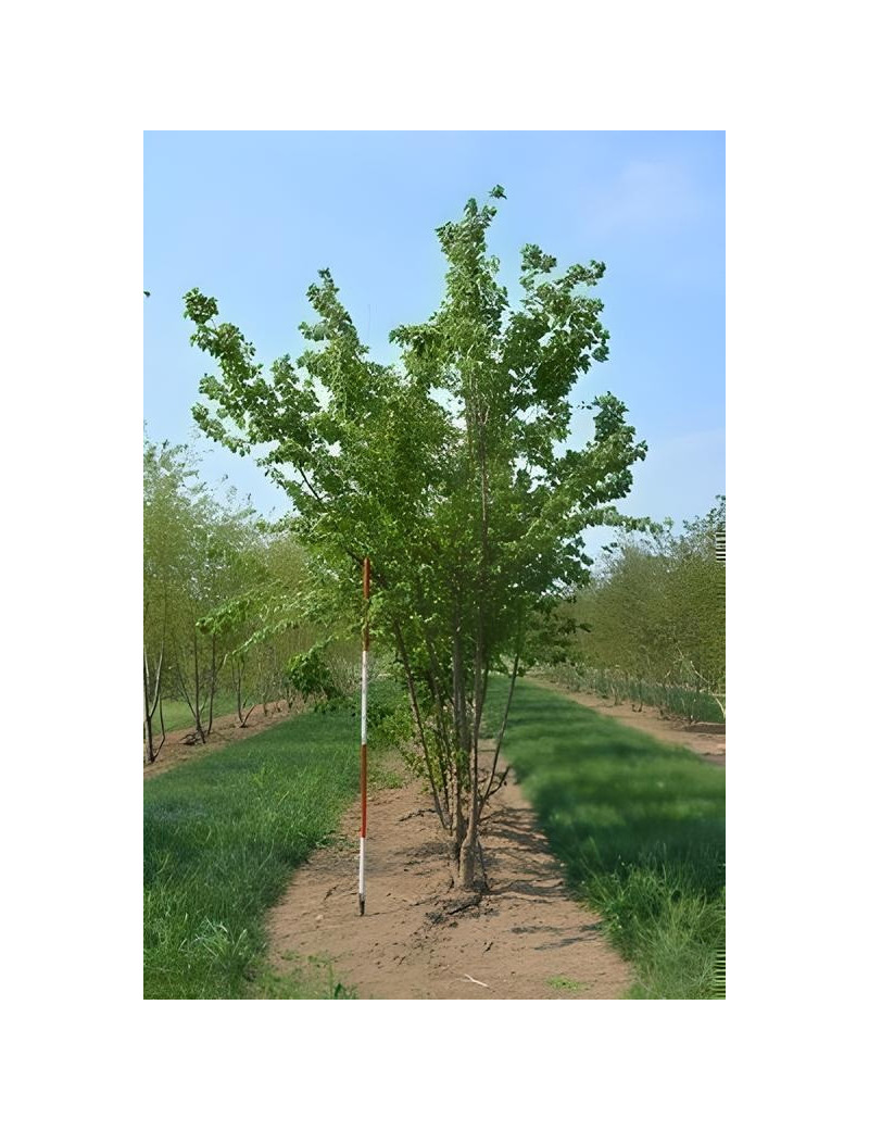 Acer buergerianum (Érable trident) – arbre décoratif à feuilles ...