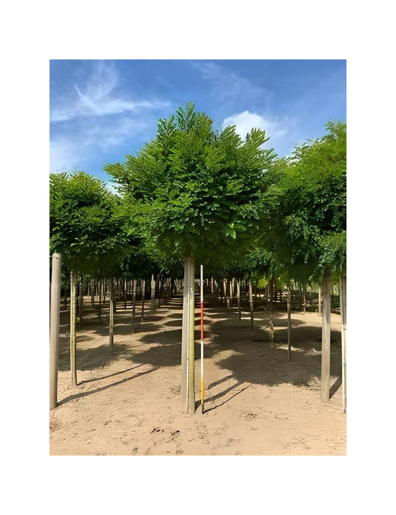 ROBINIA pseudoacacia UMBRACULIFERA (Robinier boule)