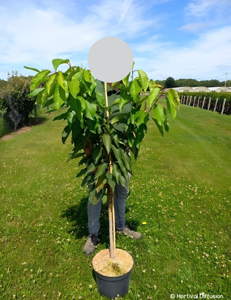 CERISIER bigarreau DURONI N°3 (Prunus avium)