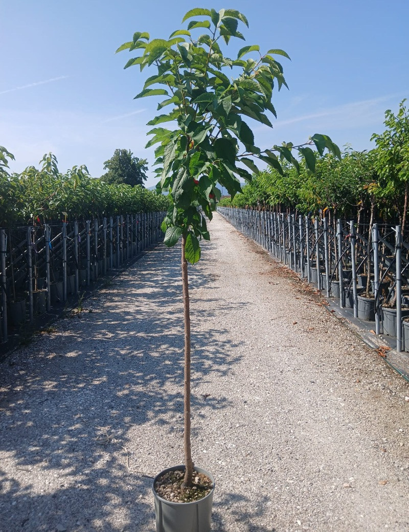 CERISIER bigarreau DURONI N°3 (Prunus avium)