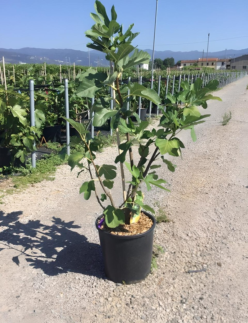 FIGUIER LITTLE MISS FIGGY® (Ficus carica)
