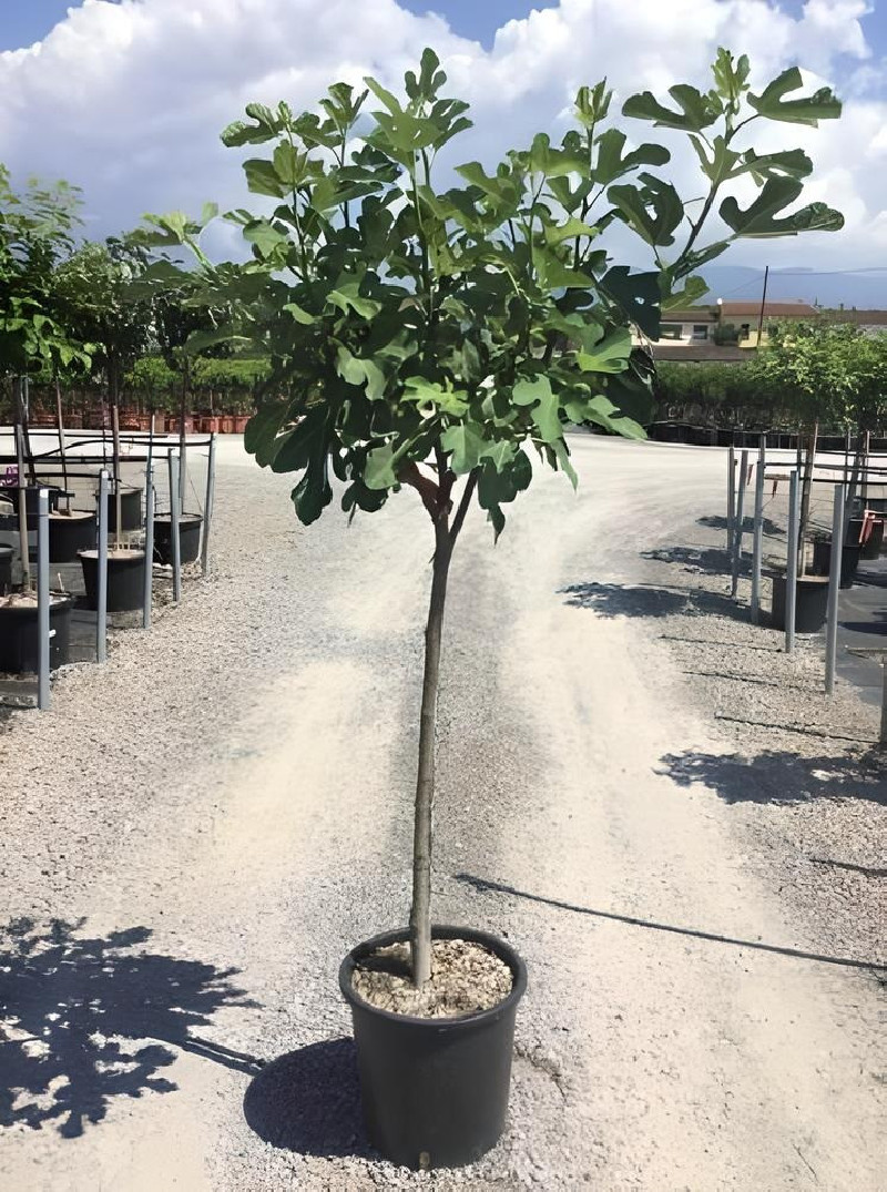 FIGUIER LITTLE MISS FIGGY® (Ficus carica)