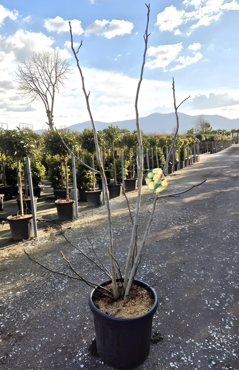FIGUIER ICE CRYSTAL (Ficus carica)