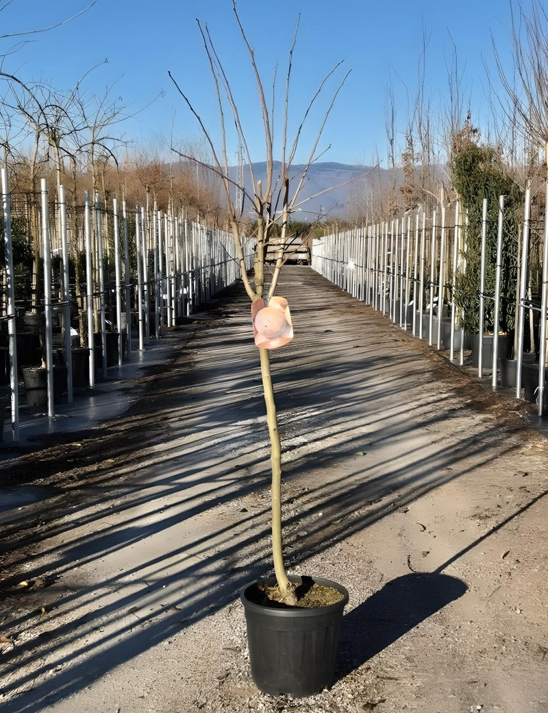 KAKI MUSCAT (Diospyros)