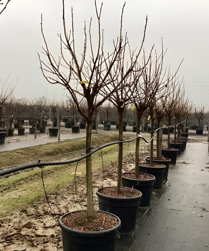 KAKI MUSCAT (Diospyros)