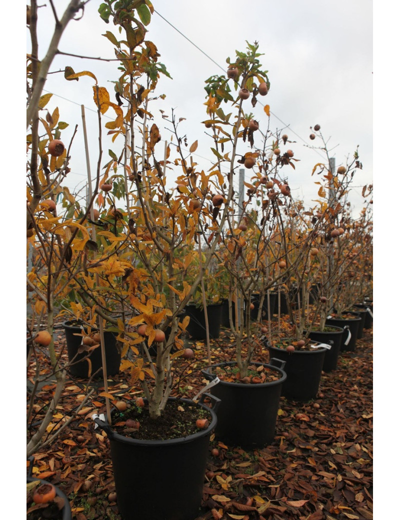 NÉFLIER D'ALLEMAGNE (Mespilus germanica)