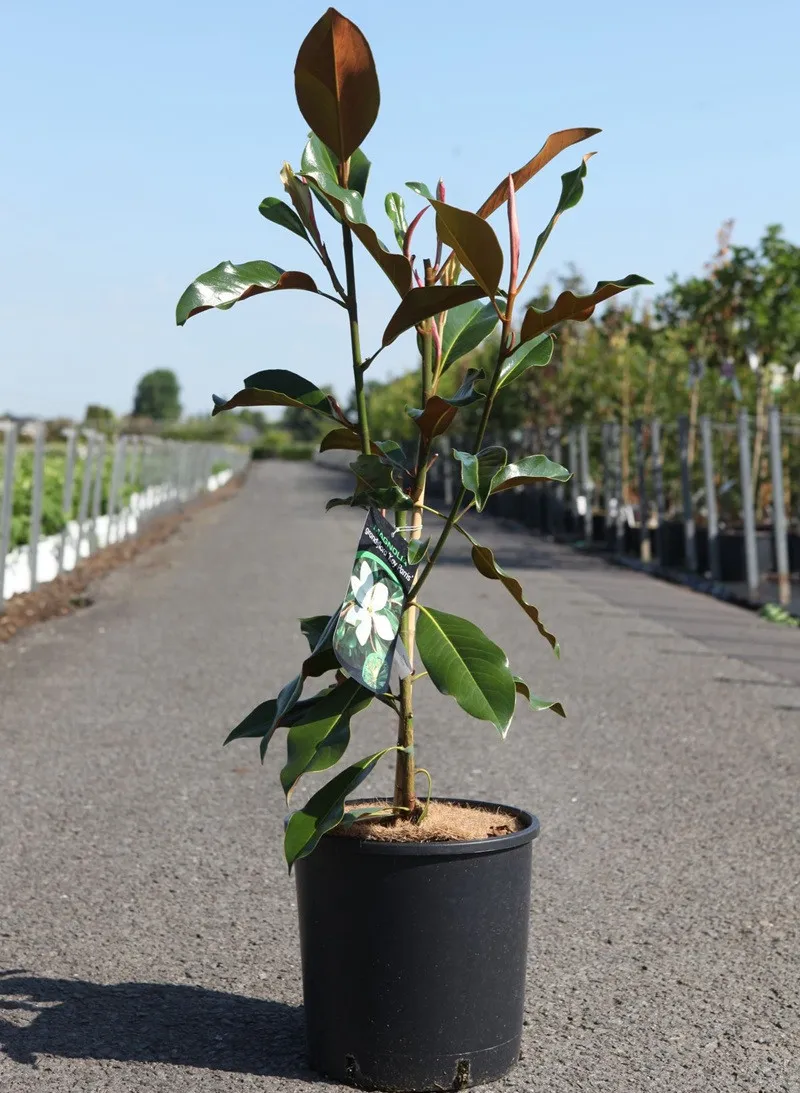 Magnolia grandiflora ‘Kay Parris’ – Magnifique magnolia persistant au ...