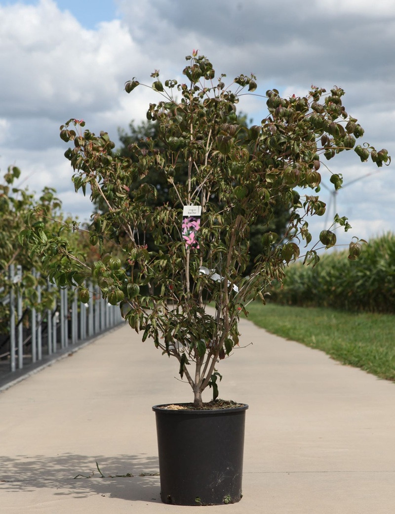 Cornus kousa ‘Beni Fuji’ – Cornouiller du Japon rose compact, floraison ...