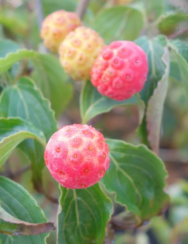 Cornus kousa ‘Beni Fuji’ – Cornouiller du Japon rose compact, floraison ...