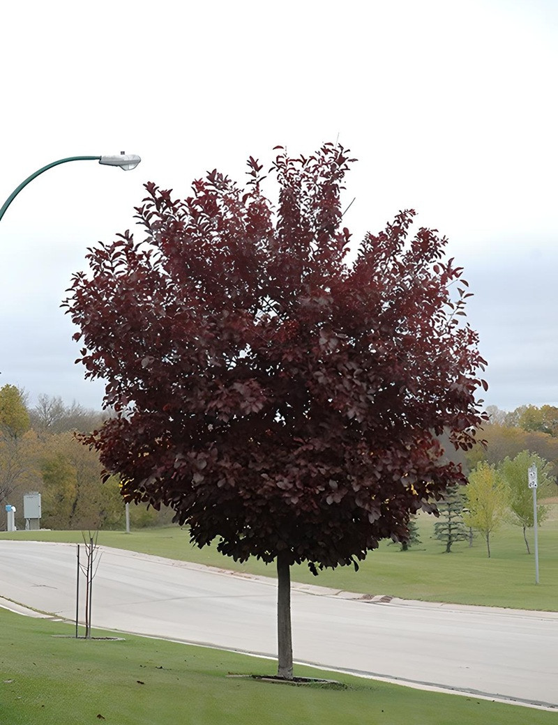 Prunus virginiana ‘Canada Red’ – Cerisier à grappes pourpre, floraison ...