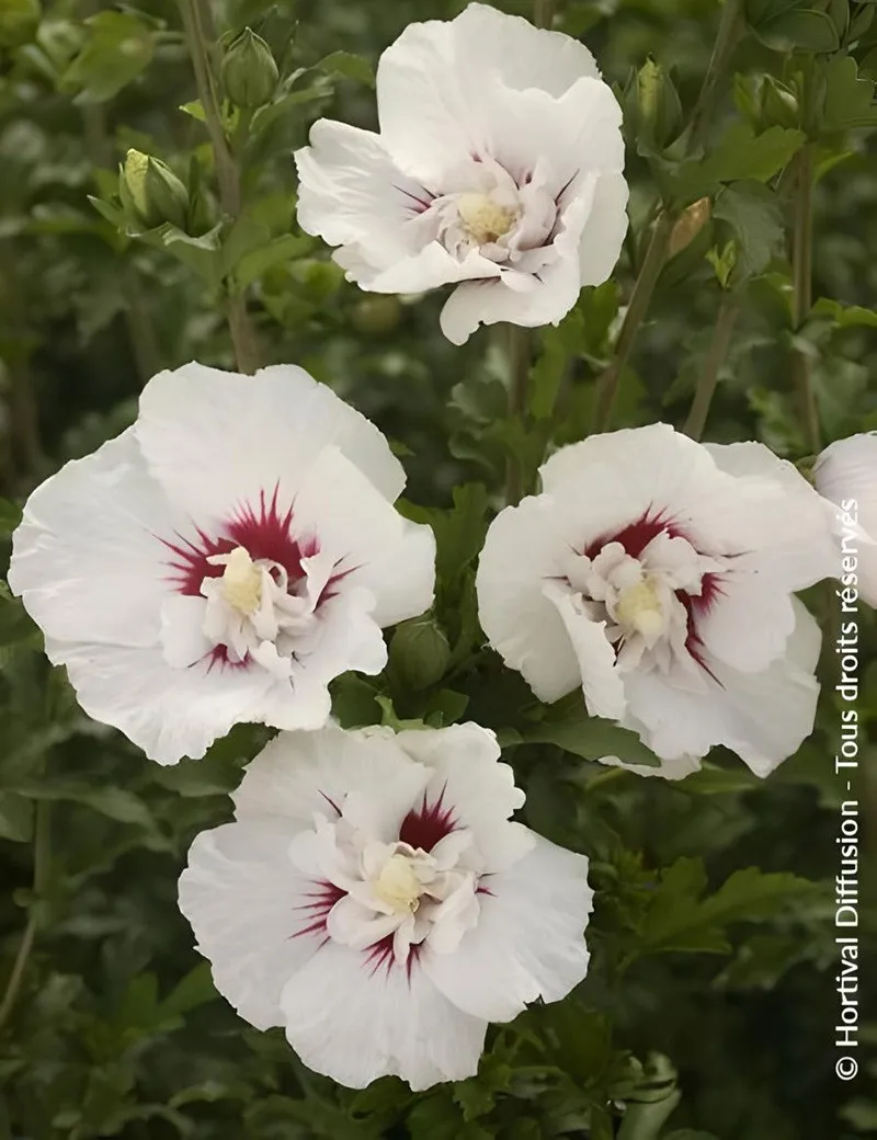 Hibiscus syriacus ‘French Point’ – Althéa à fleurs blanches et rouges ...