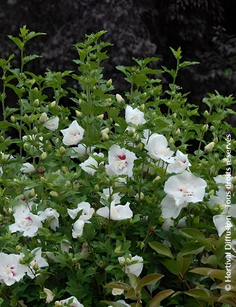 Hibiscus syriacus ‘French Point’ – Althéa à fleurs blanches et rouges ...