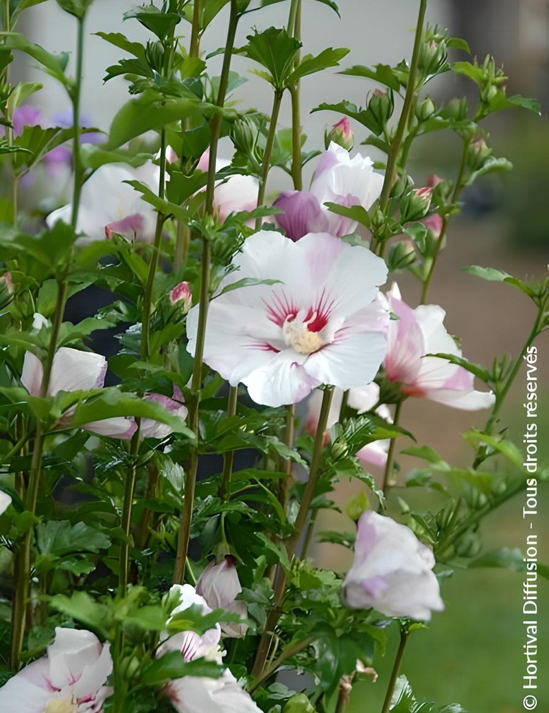 Hibiscus syriacus ‘French Point’ – Althéa à fleurs blanches et roses ...