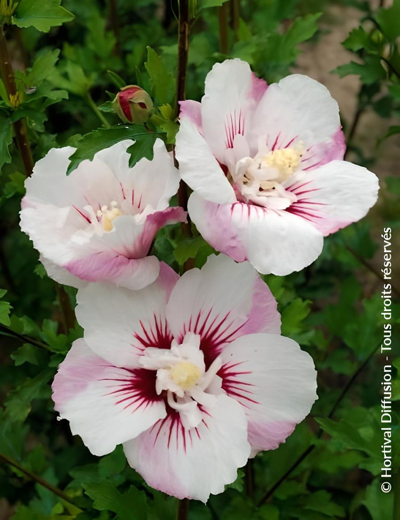 Hibiscus syriacus ‘French Point’ – Althéa à fleurs blanches et roses ...