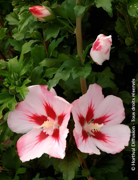 Hibiscus syriacus ‘Hamabo’ – Althéa blanc rosé à cœur rouge, arbuste ...