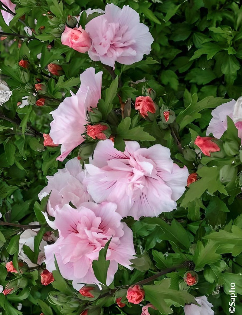 Hibiscus syriacus ‘Pink Chiffon’ – Althéa rose double, arbuste rustique ...