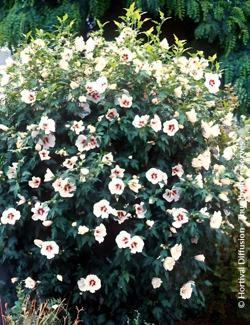 Hibiscus syriacus ‘Red Heart’ – Althéa blanc à cœur rouge, arbuste ...