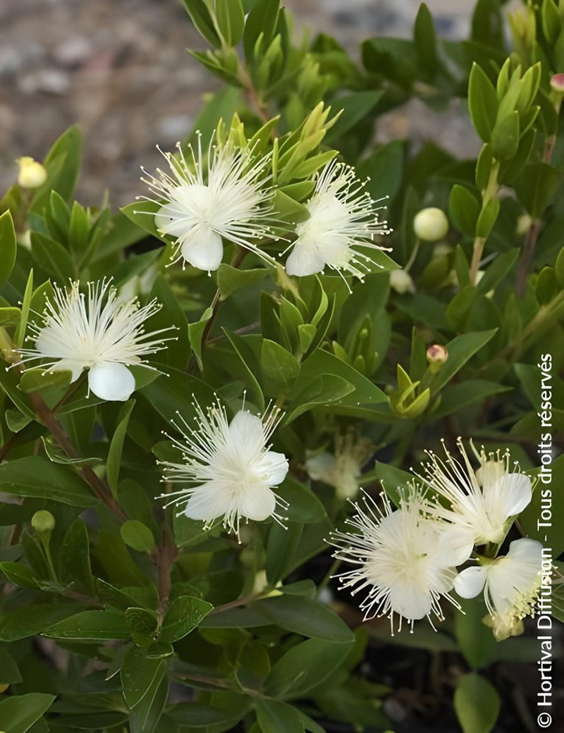 Myrte commun de Tarente – Myrtus communis tarentina, arbuste persistant ...