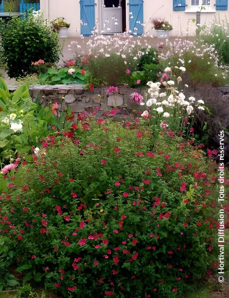 Sauge arbustive – Salvia microphylla grahamii, vivace florifère rouge ...