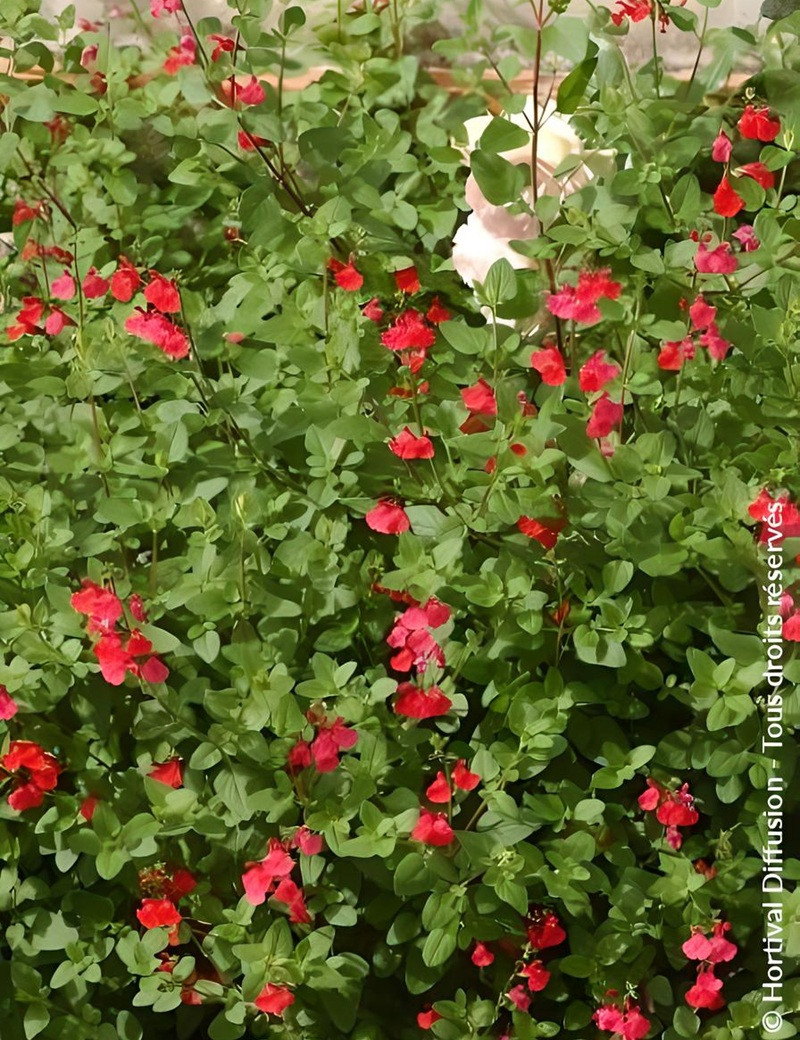 Sauge arbustive – Salvia microphylla grahamii, vivace florifère rouge ...