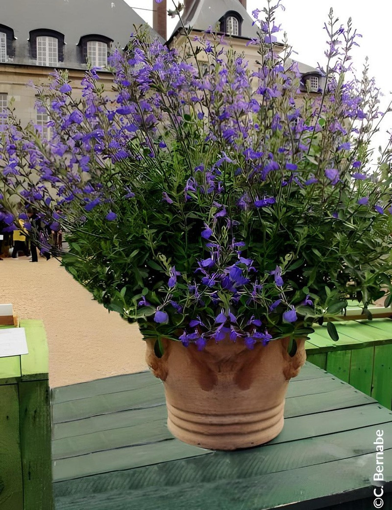 Sauge arbustive Blue Note – Salvia microphylla, vivace compacte à ...