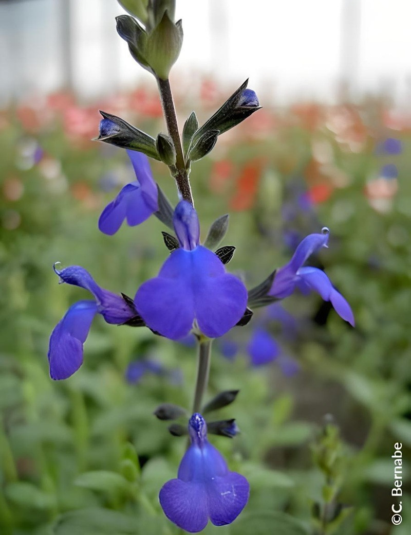 Sauge arbustive Blue Note – Salvia microphylla, vivace compacte à ...