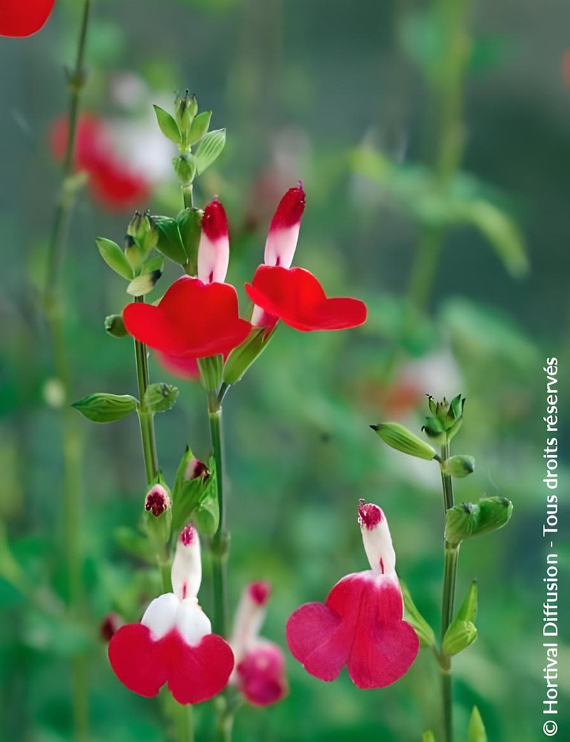 Vente en ligne de plantes et articles de jardin