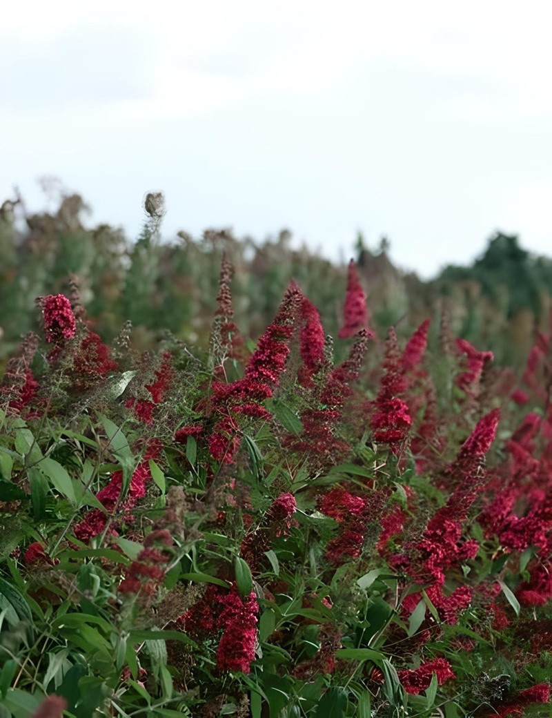 Buddleia davidii ‘Prince Charming’ – Arbuste à floraison rose framboise ...