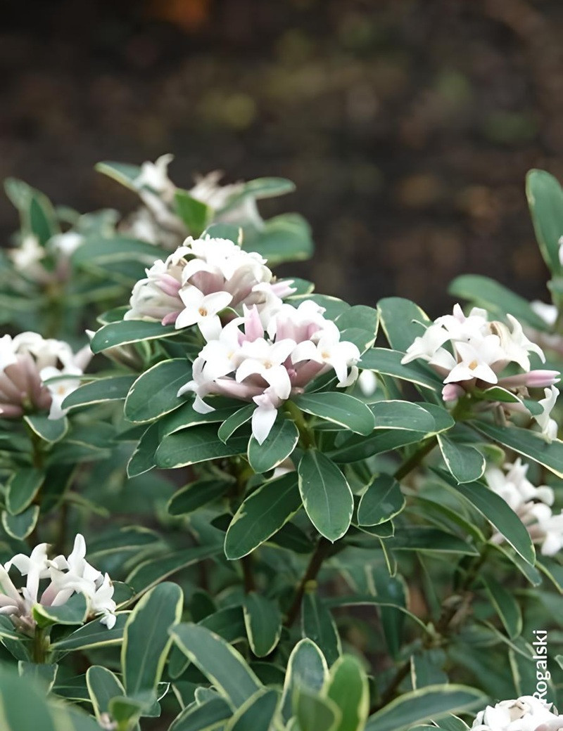 Daphne transatlantica Summer Ice – Arbuste panaché à fleurs parfumées ...
