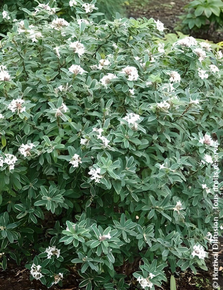 Daphne transatlantica Summer Ice – Arbuste panaché à fleurs parfumées ...