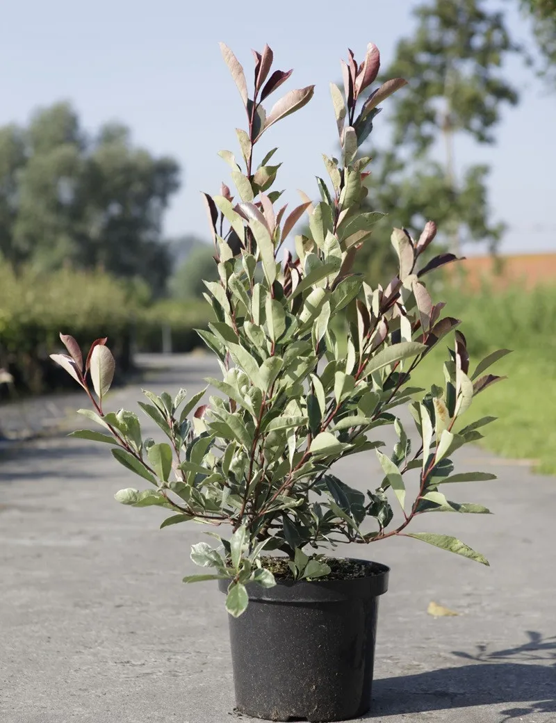 Photinia fraseri Louise – Arbuste persistant panaché rouge et crème ...