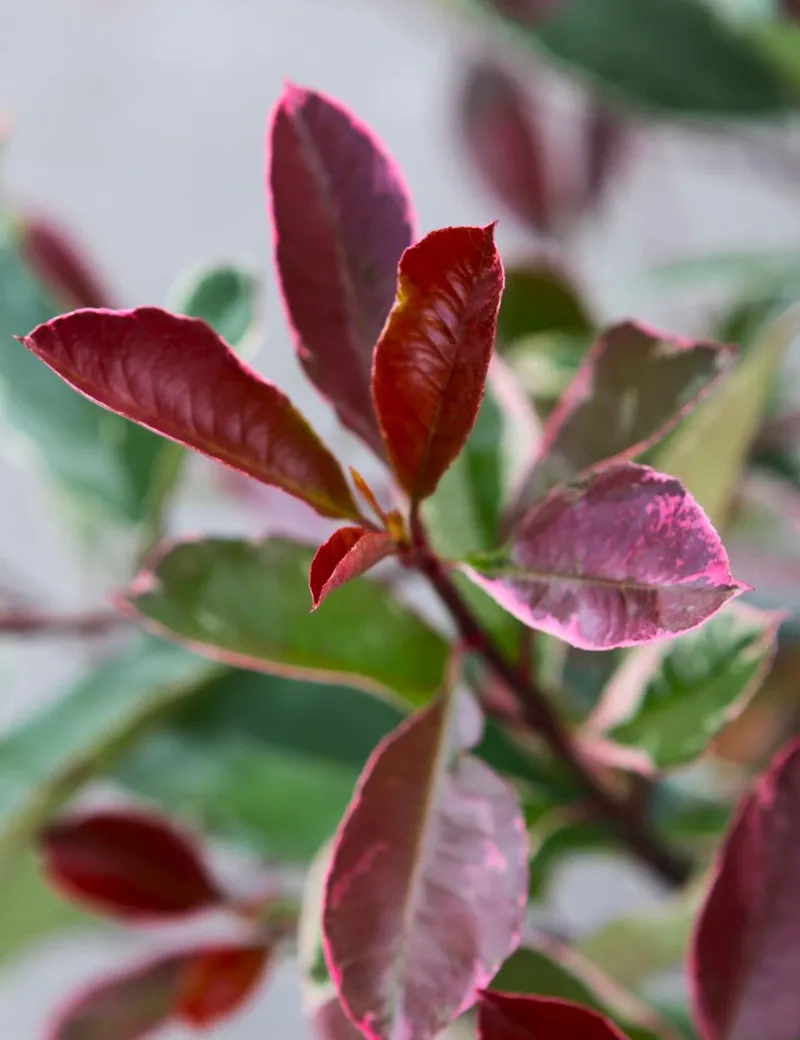 Photinia fraseri Louise – Arbuste persistant panaché rouge et crème ...