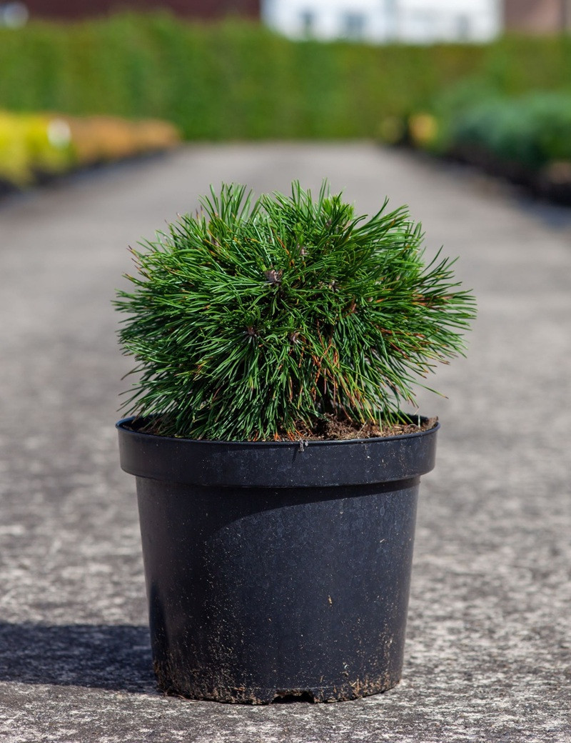 Pinus mugo ‘Varella’ – Conifère nain en boule dense, idéal rocailles et ...
